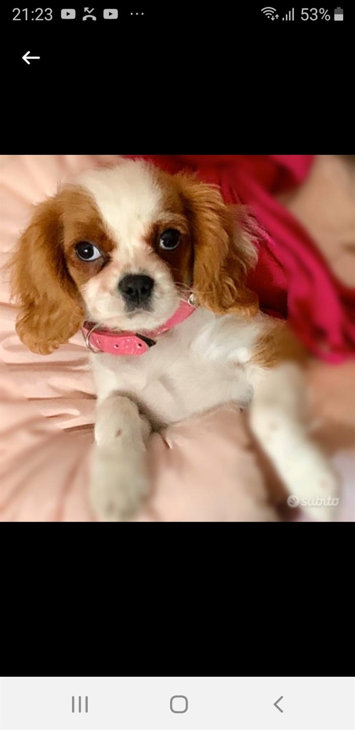 BELLISSIMA CUCCIOLA DI CAVALIER KING