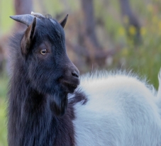 Capra nana tibetana 