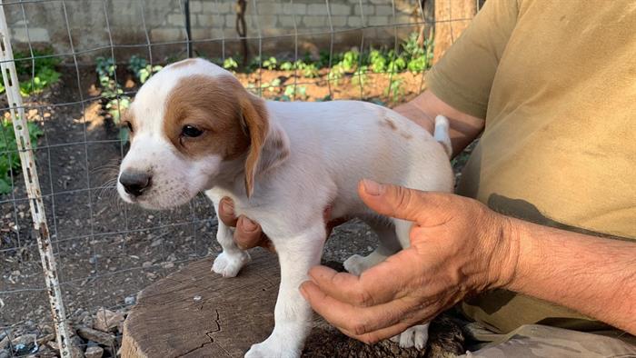 CUCCIOLI DI BRETON/SPRINGER