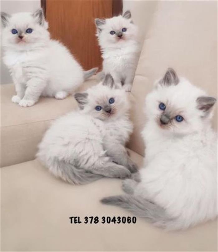 RAGDOLL CUCCIOLI DISPONIBILI