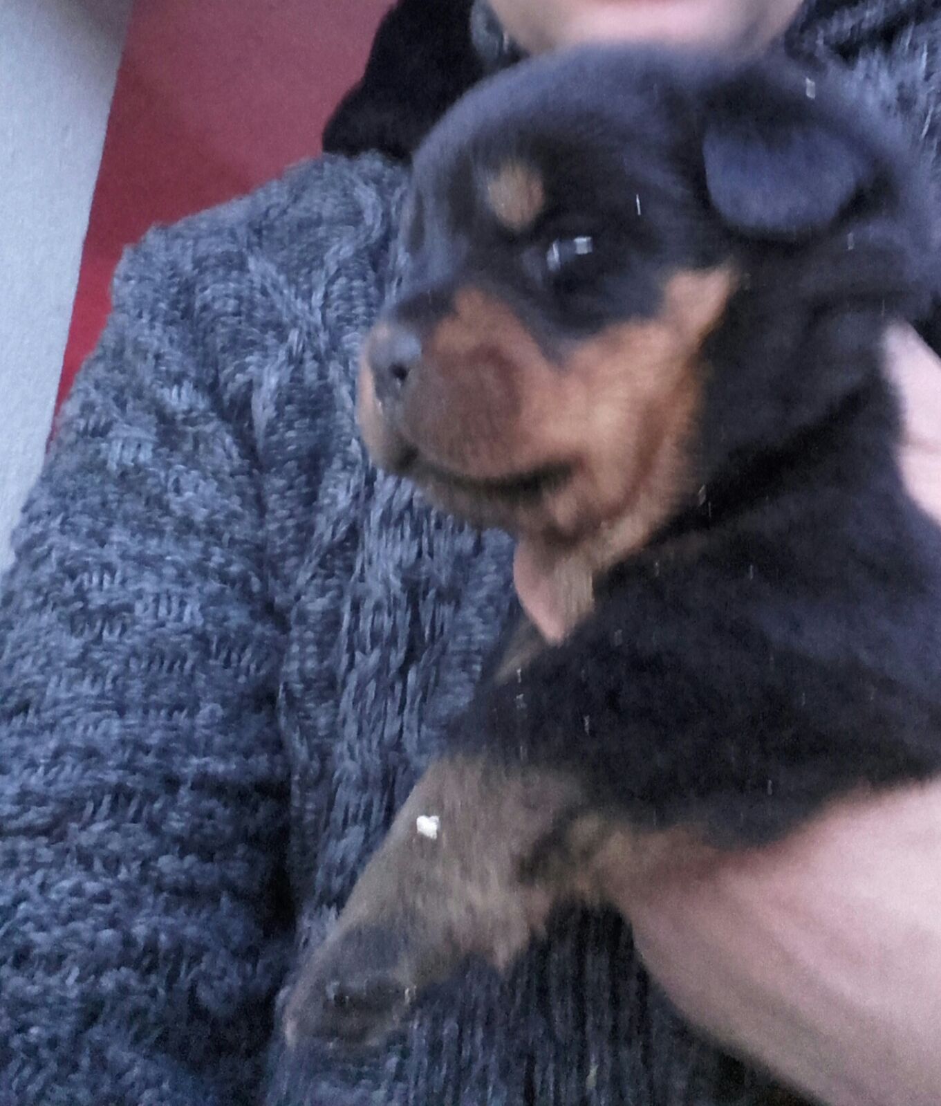 CUCCIOLE DI ROTTWEILLER