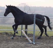 Mezza Fida cavallo a Cesate Milano