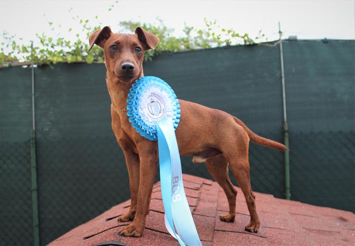 PINSCHER NANO, ZWERGPINSCHER PER ACCOPPIAMENTO.