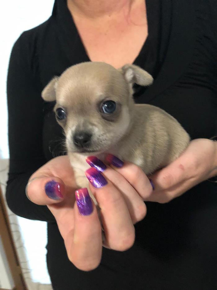 CHIHUAHUA TOY MASCHIO PER FAMIGLIA AFFETTUOSA