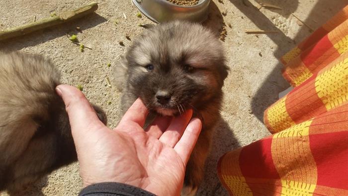 CUCCIOLO PASTORE DEL CAUCASO