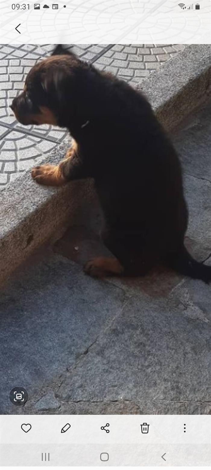 CUCCIOLO MASCHIO ROTTWEILER