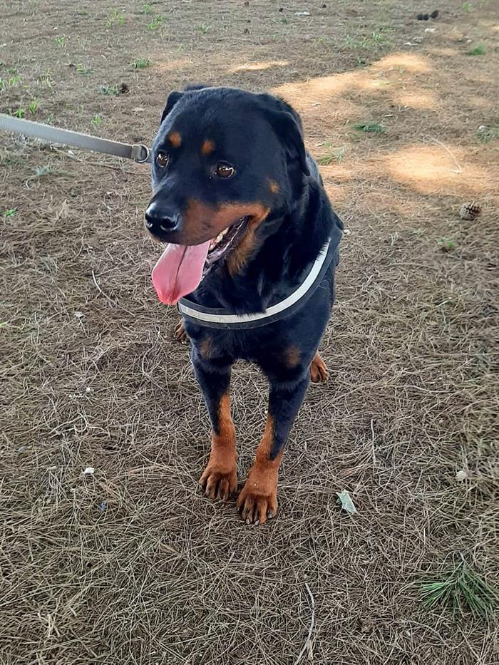 ROTTWEILER MASCHIO 2 ANNI BACK IN ADOZIONE