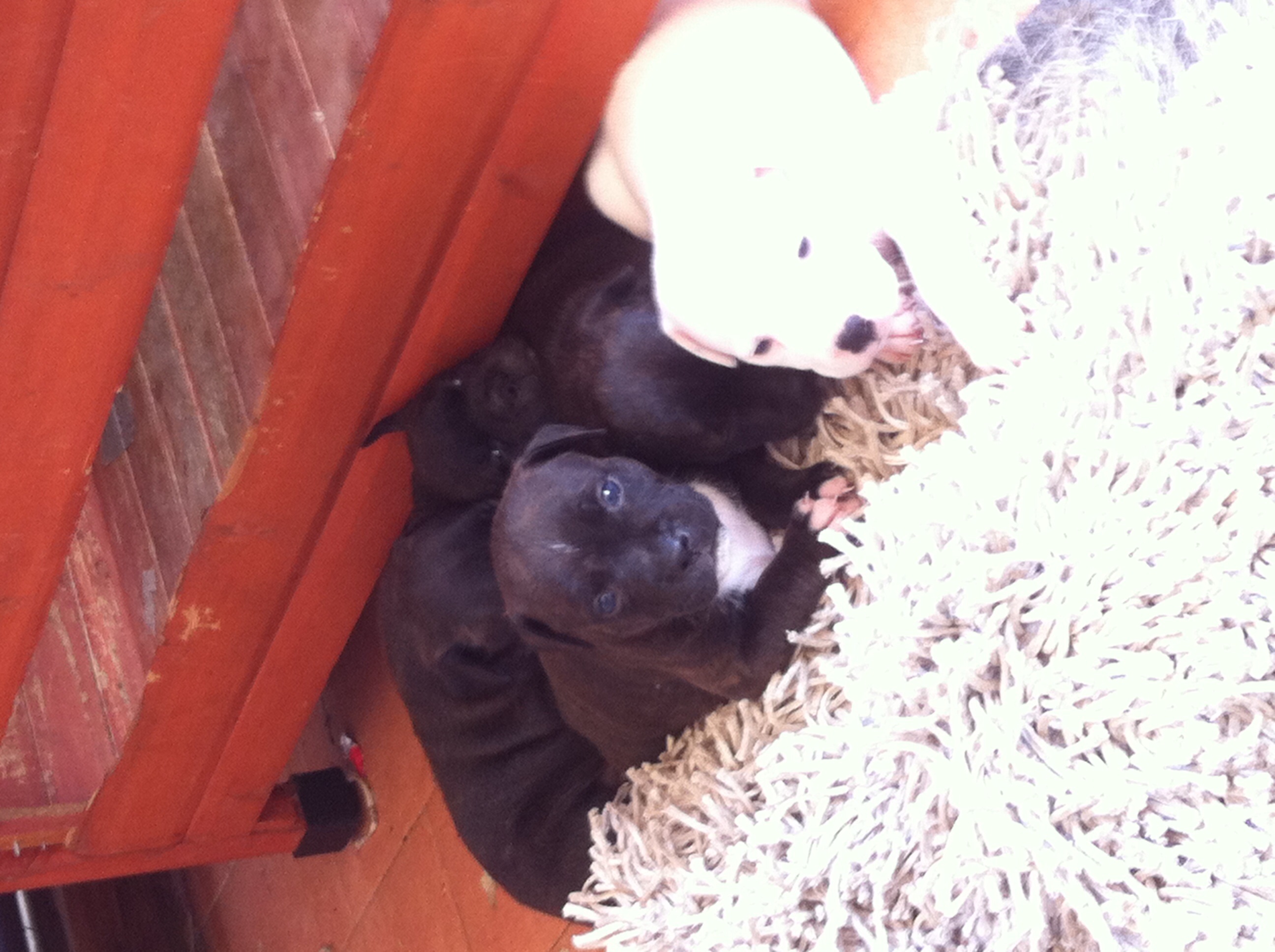 CUCCIOLI STAFFORDSHIRE BULL TERRIER