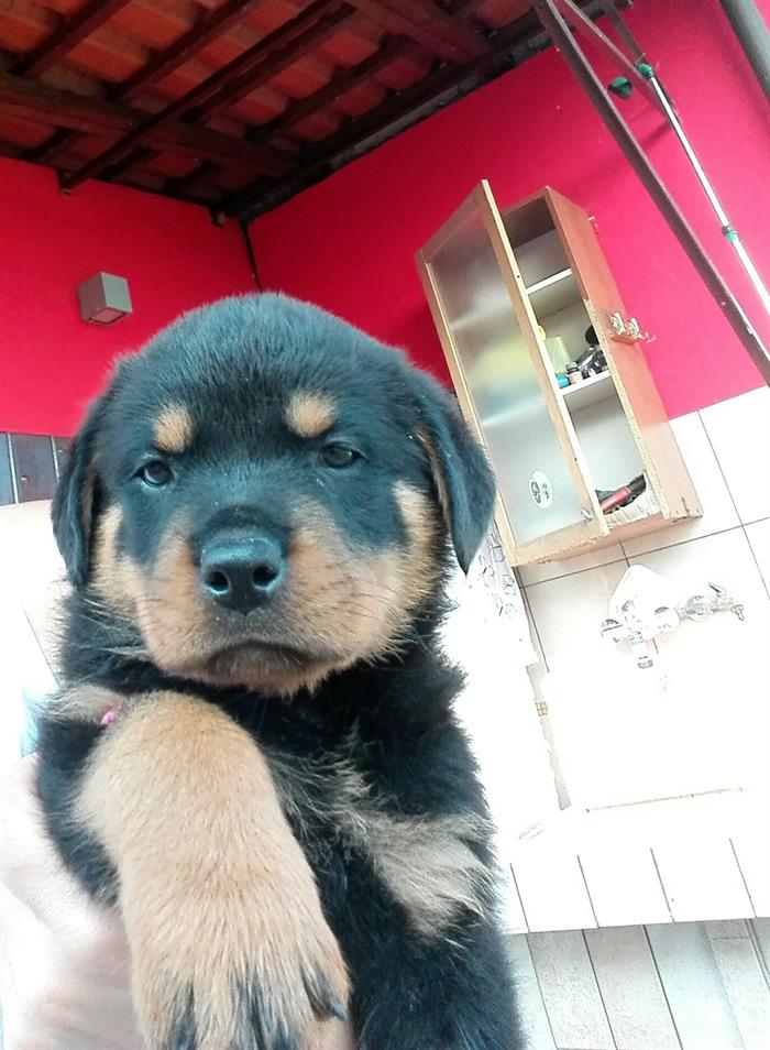 ROTTWEILER