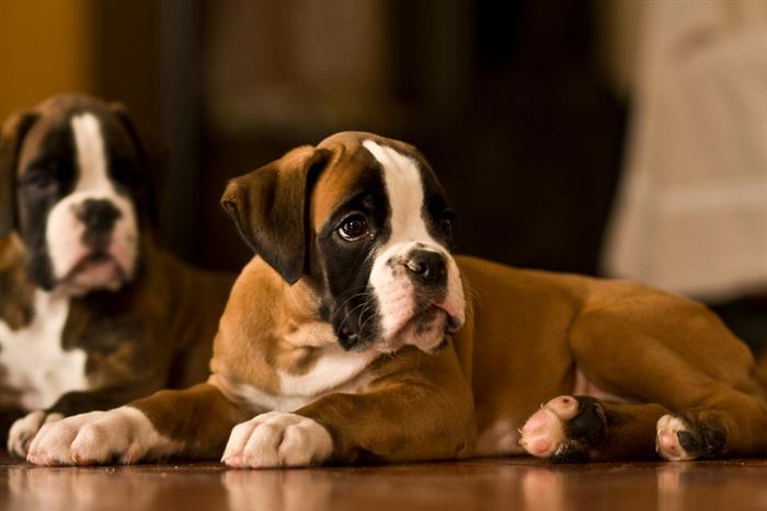 BOXER CUCCIOLE TIGRATE