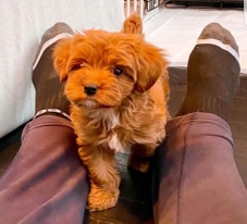 Cuccioli Cavapoo