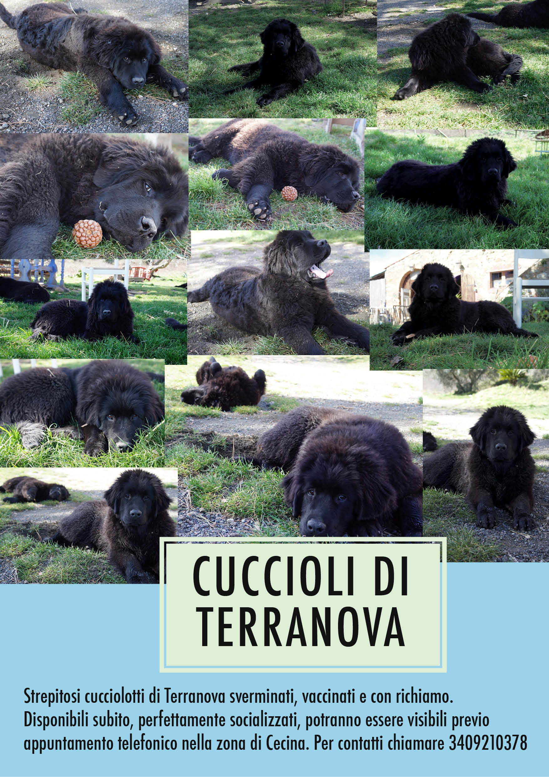 CUCCIOLI DI TERRANOVA