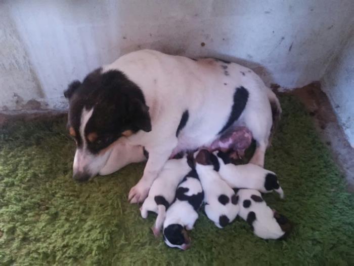 CUCCIOLI DI JACK RUSSEL CON PEDIGREE