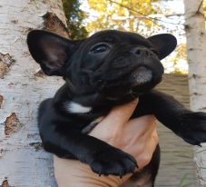 Cuccioli di bulldog francese