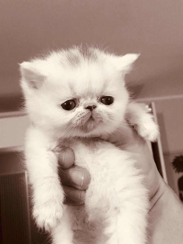 EXOTIC SHORTHAIR