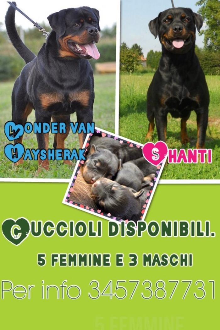 CUCCIOLI ROTTWEILER SUPER