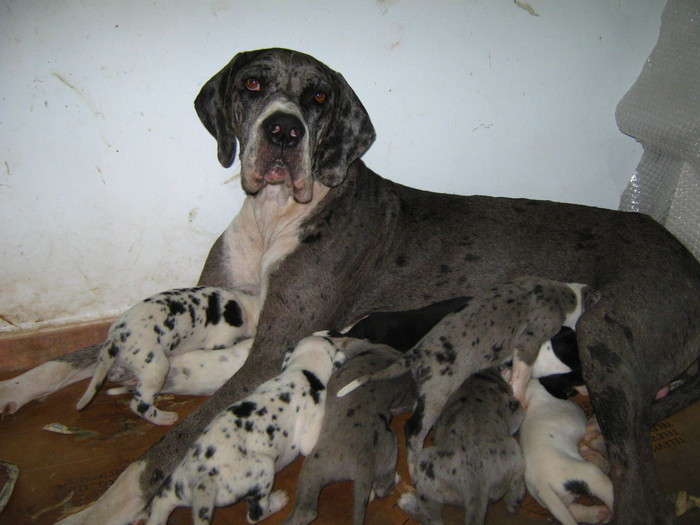 CUCCIOLI DI ALANO