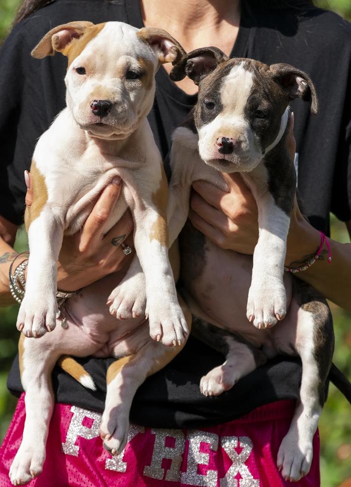 PRONTA CONSEGNA CUCCIOLI DI AMSTAFF CON PEDIGREE