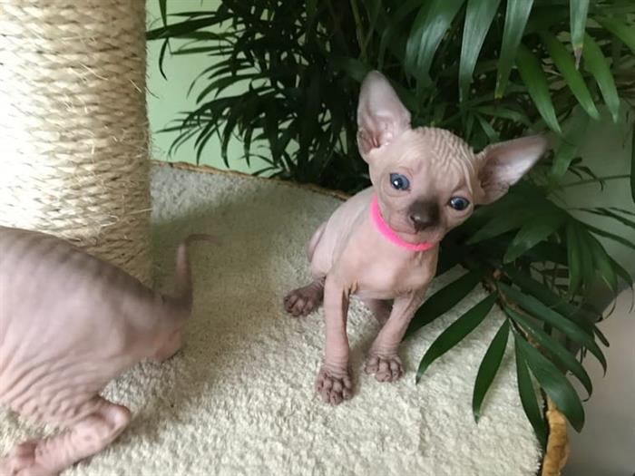 STUPENDI CUCCIOLI DI SPHYNX