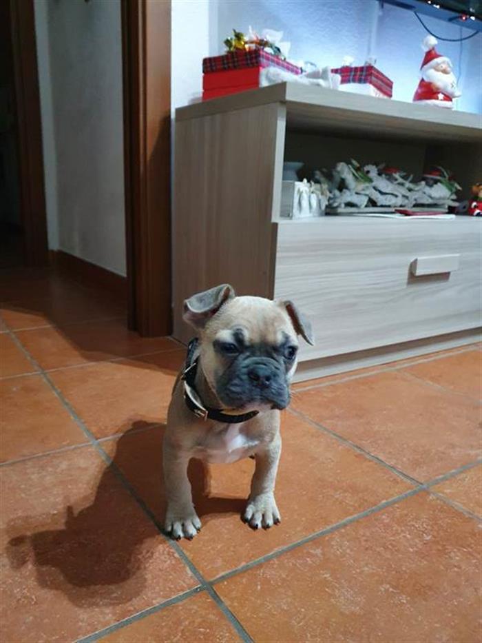 BULLDOG FRANCESE FEMMINA