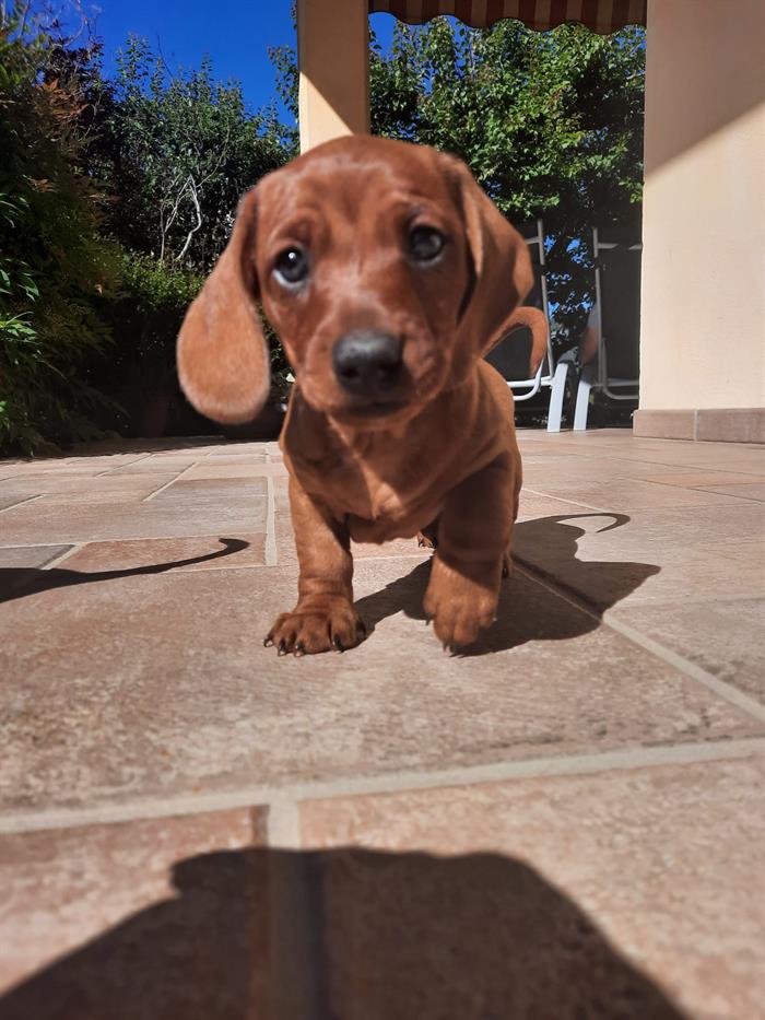 CUCCIOLI BASSOTTO