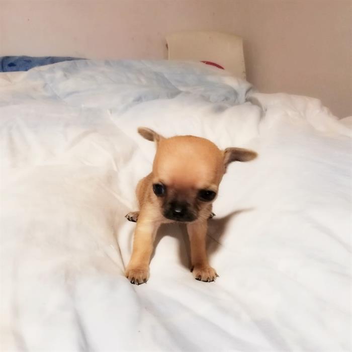 CHIHUAHUA MINI TOY