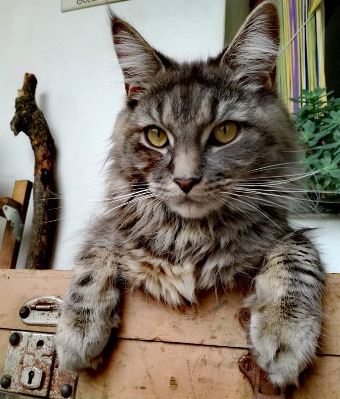 FEMMINA MAINE COON PER ACCOPPIAMENTO