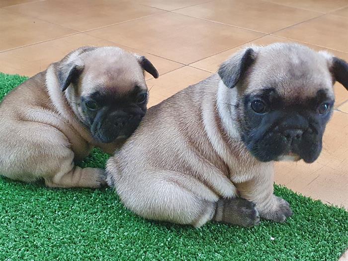 CUCCIOLI DI BOULEDOGUE FRANCESE