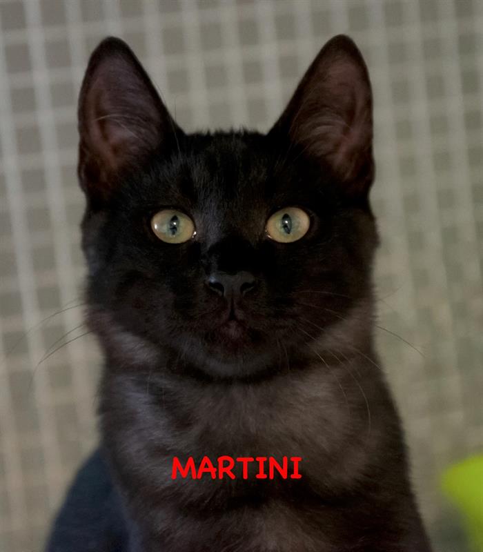 MARTINI, SIMPATICO GATTINO IN ADOZIONE