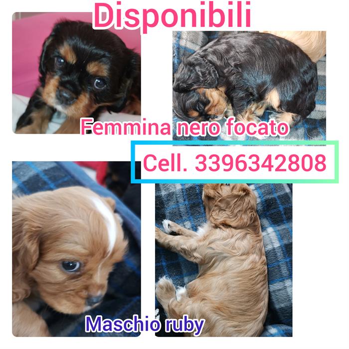 DISPONIBILI CAVALIER KING CON PEDIGREE