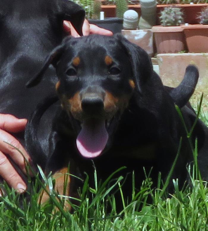 DOBERMANN CUCCIOLI