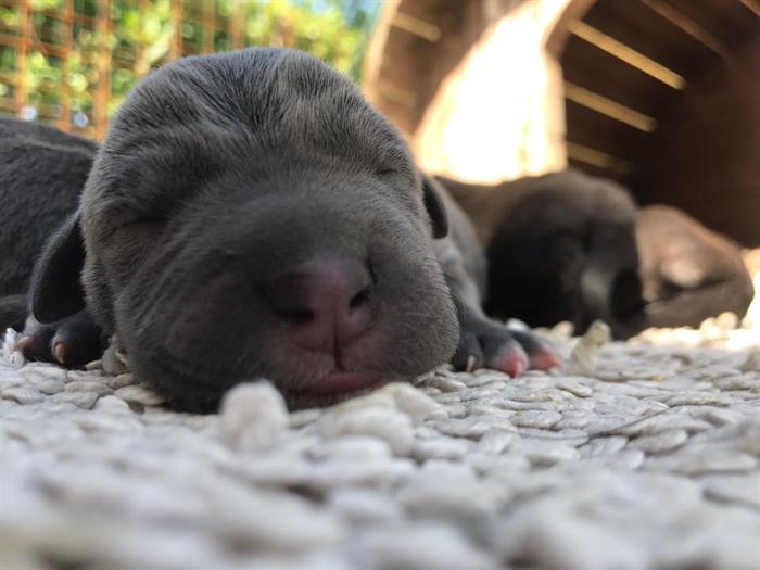 CANE CORSO