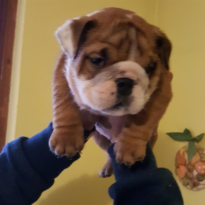 CUCCIOLI DI BULLDOG INGLESE