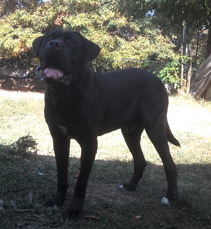 CANE CORSO PURO, VERAMENTE DOLCISSIMO