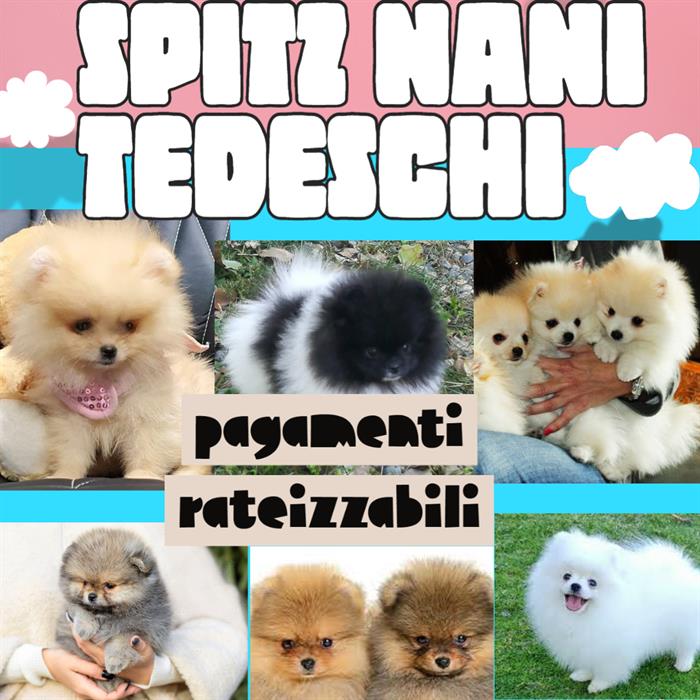 SPITZ NANO TEDESCO PAGAMENTO RATEIZZABILE