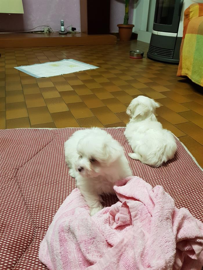 CUCCIOLI DI RAZZA MALTESE