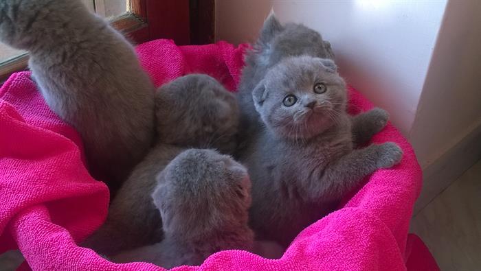 CUCCIOLI DI SCOTTISH STRAIGH E SCOTTISH FOLD