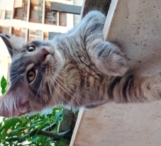 MAINE COON CUCCIOLI