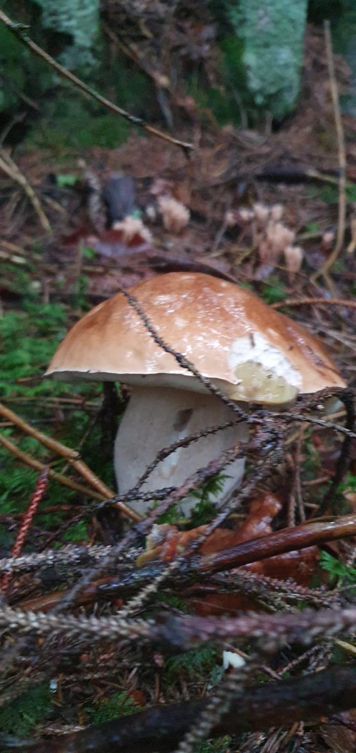 LABRADOR GOLDEN RETRIEVER DA FUNGHI PORCINI E TARTUFI