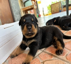 Cuccioli Rotweiler 