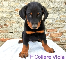 CUCCIOLI PASTORE DELLA BEAUCE, BEAUCERON