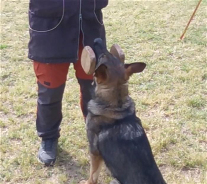 CUCCIOLONA PASTORE TEDESCO