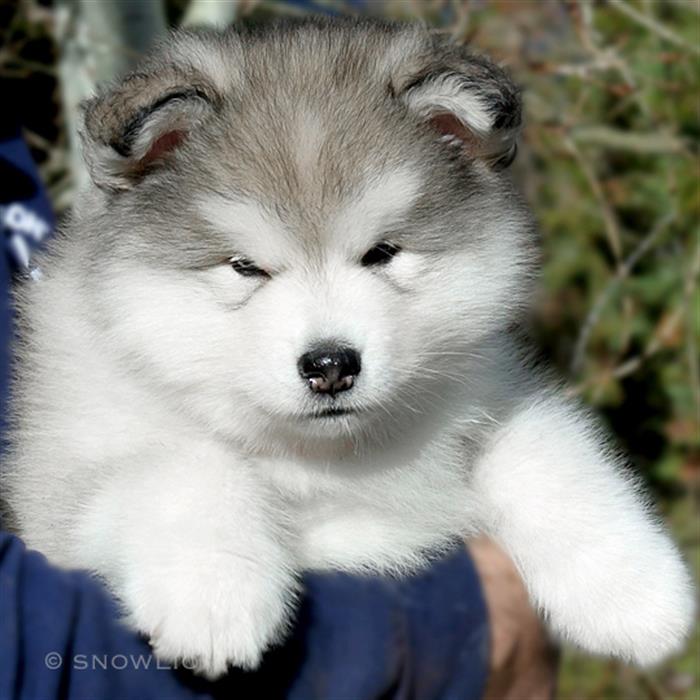 FEMMINA HUSKY