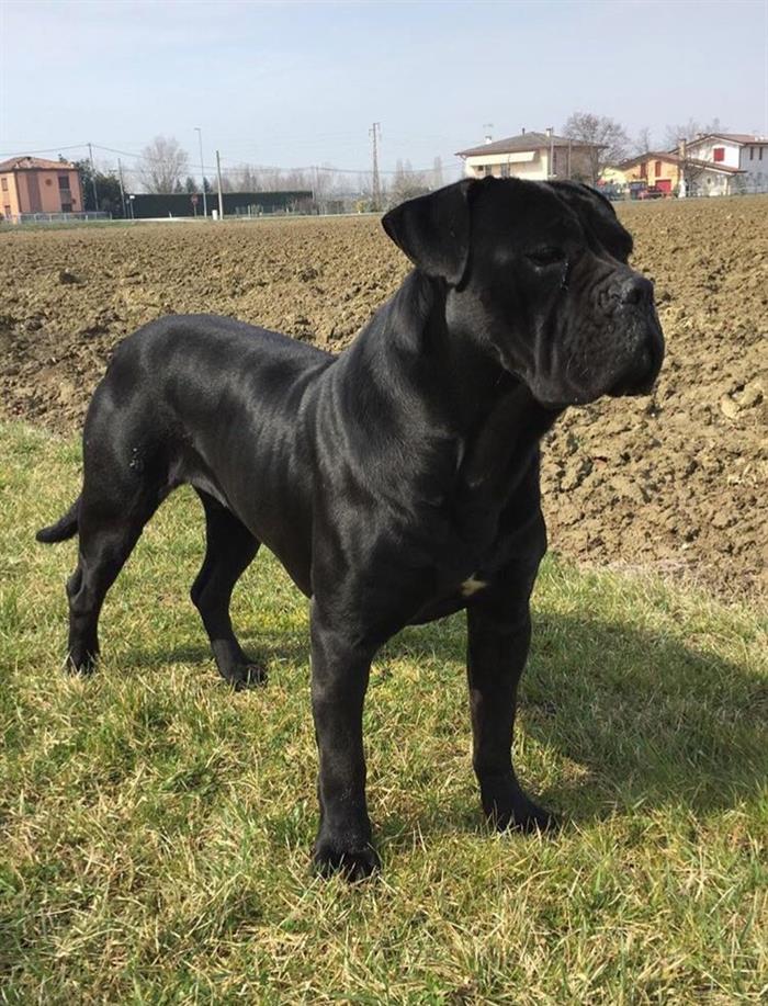 CUCCIOLI DI CANE CORSO