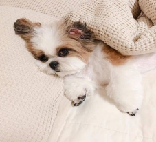 Cuccioli di Shih Tzu per te