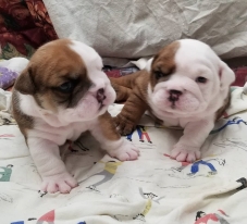 Bellissimi cuccioli di bulldog inglese