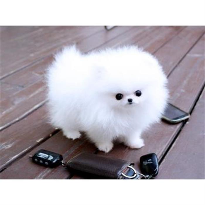 CUCCIOLI DI VOLPINO POMERANIA TOY