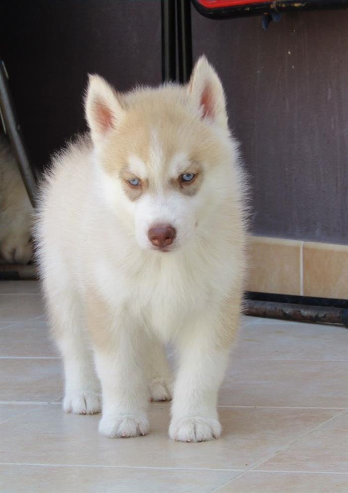 SIBERIAN HUSKY