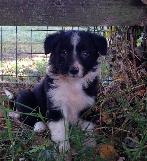 CUCCIOLI BORDER COLLIE