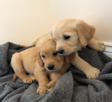 Cuccioli di Golden Retriever